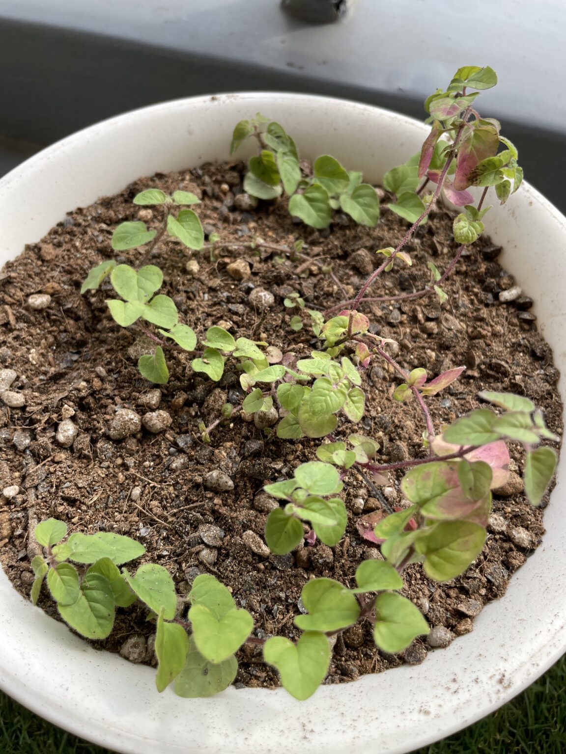 オレガノの育て方カレンダー｜プランターで植え付けから収穫までを完全解説 | Grow Eat Repeat